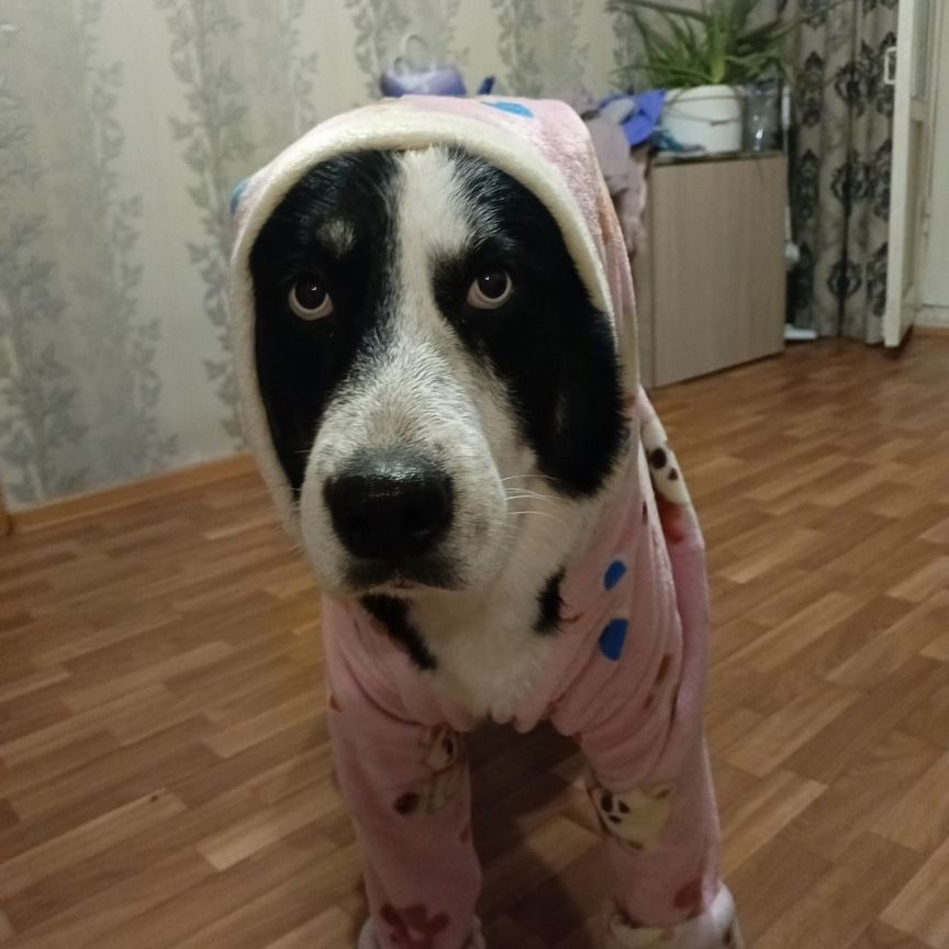Домашние животные собаки щенки бесплатно