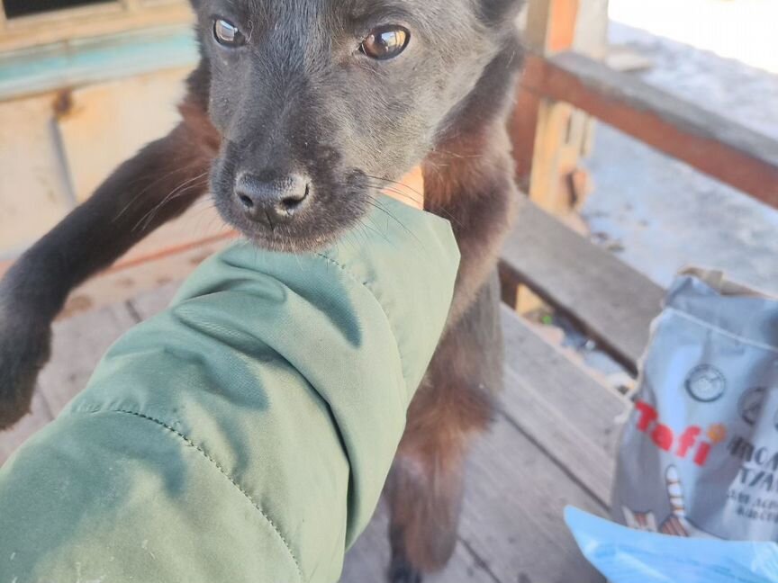 Собака в добрые руки