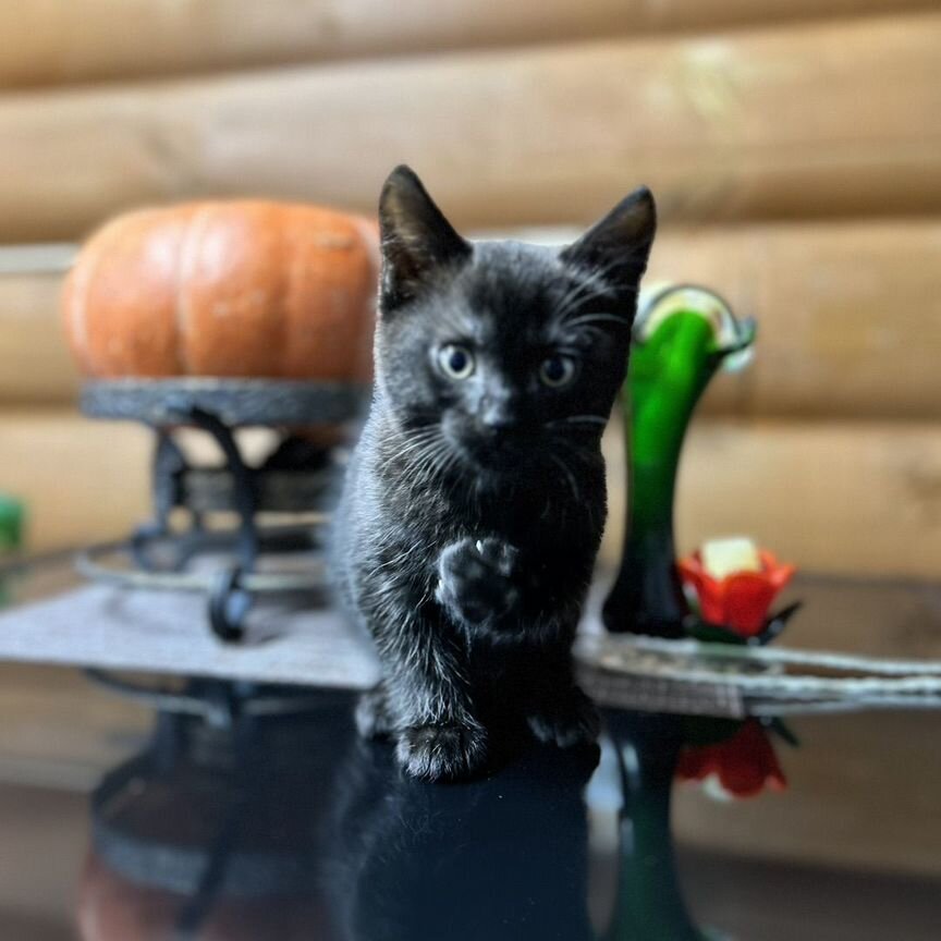 Черный котенок мальчик