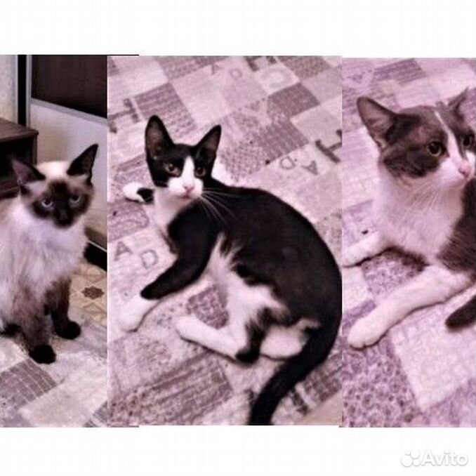 Отдам котиков подростков. Кастрированы