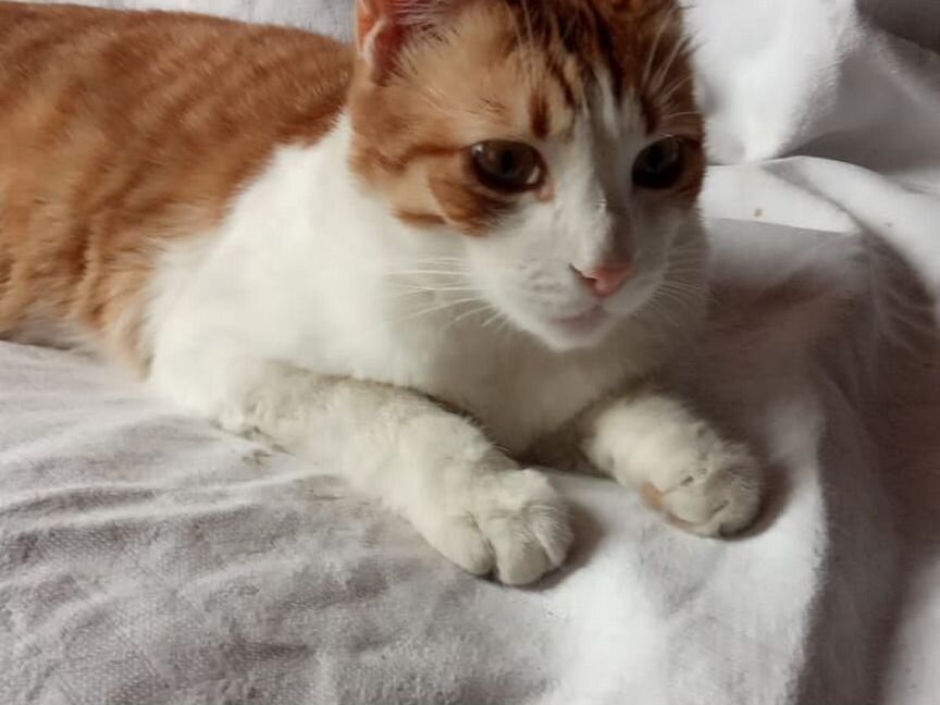 Котик Рыжий Лютик