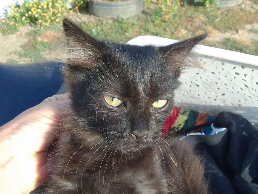 Котик,чисто чёрный-красавец