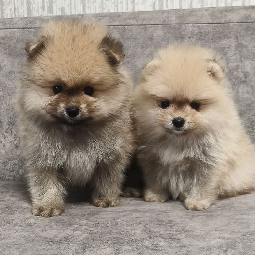Померанский шпиц, щенок