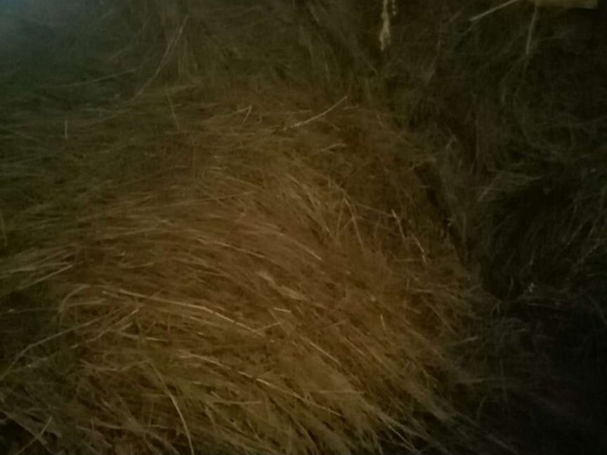 Продам сено