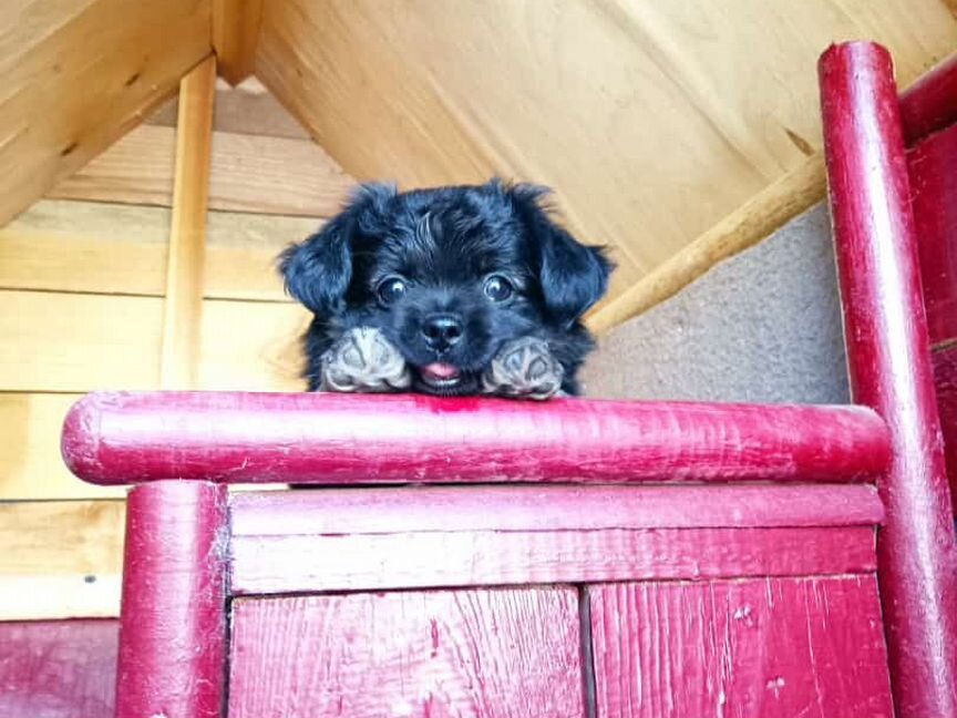 Щенок полупородистый