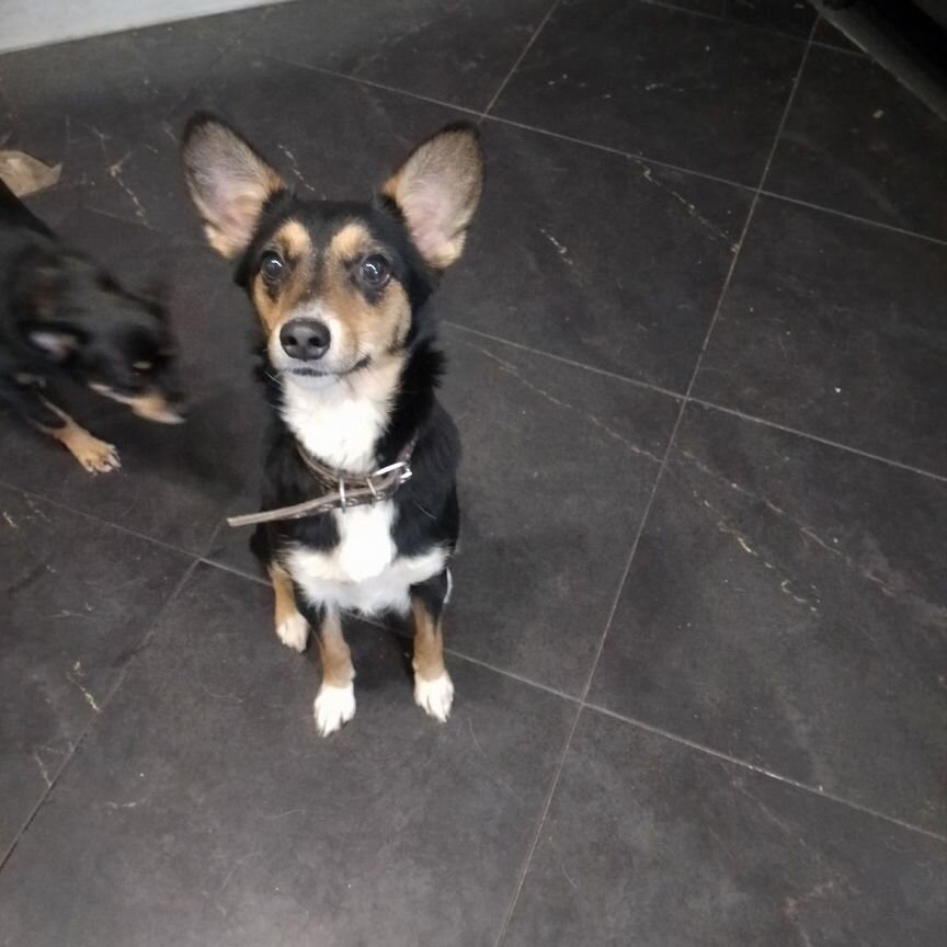 Ищем собачку