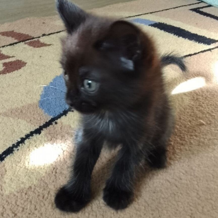 Кошка