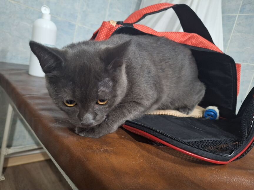 Толстенький котик