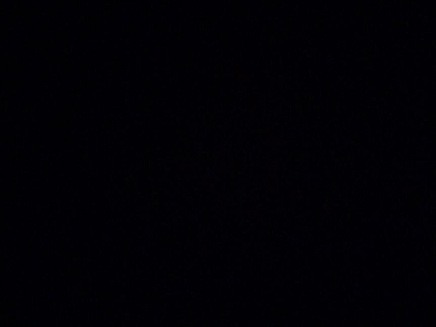 Котята, родившиеся в вербное воскресенье