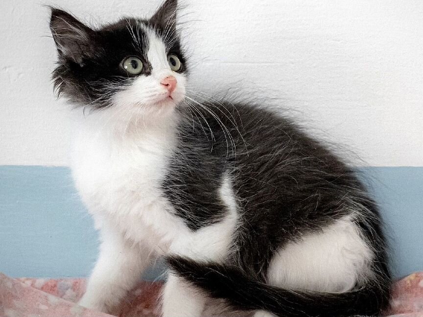 Кнопочка кошечка