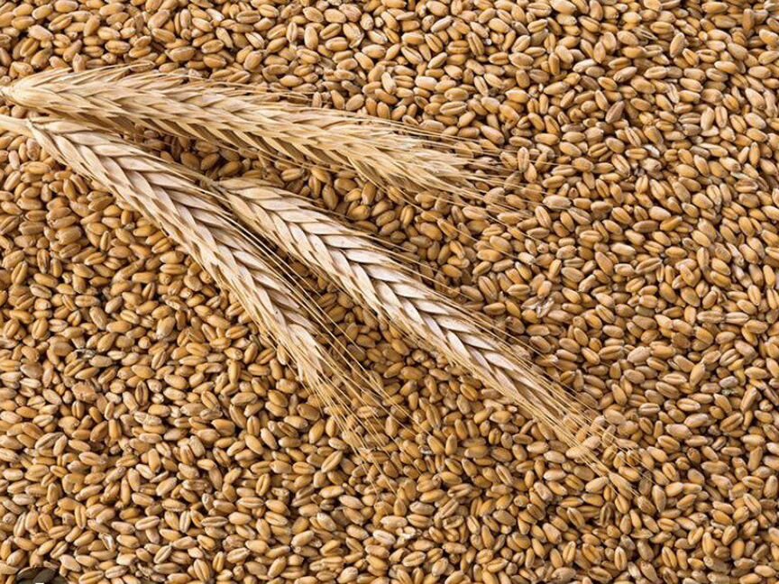 Зерно пшеница