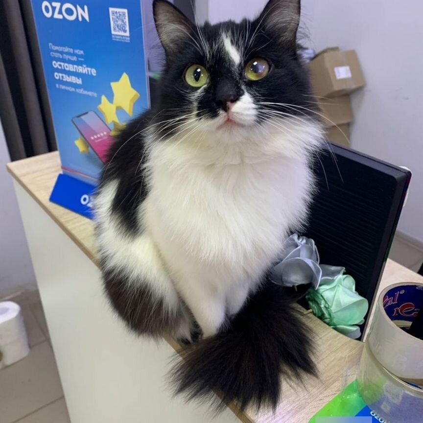 Кошечка ищут