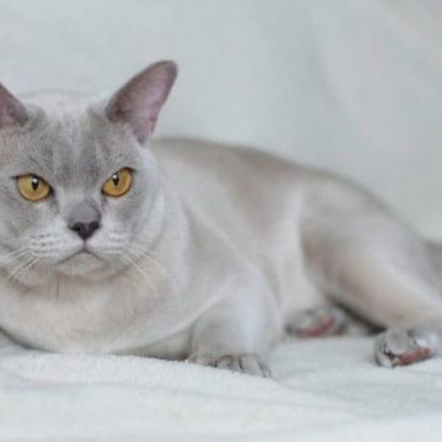 Бурманские котята