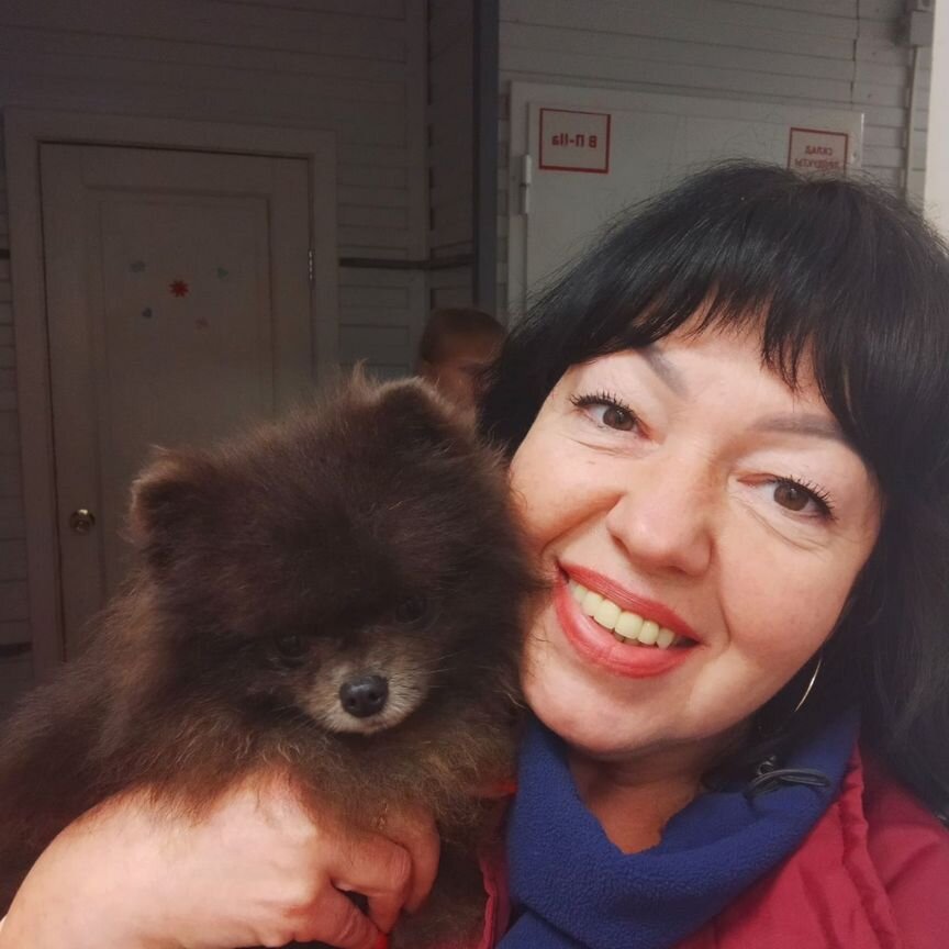 Померанский шпиц вязка