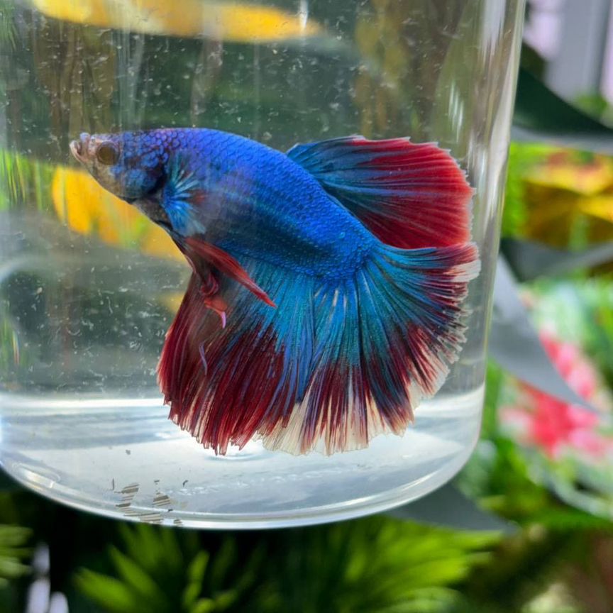 Петушки Супердельта как на фото