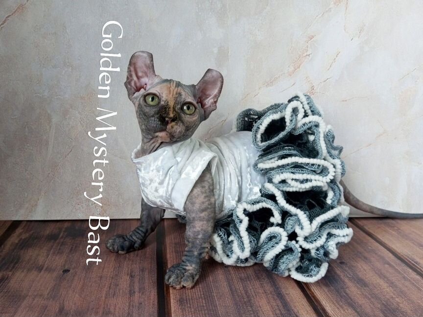 Двельф, Двэльф Сфинкс