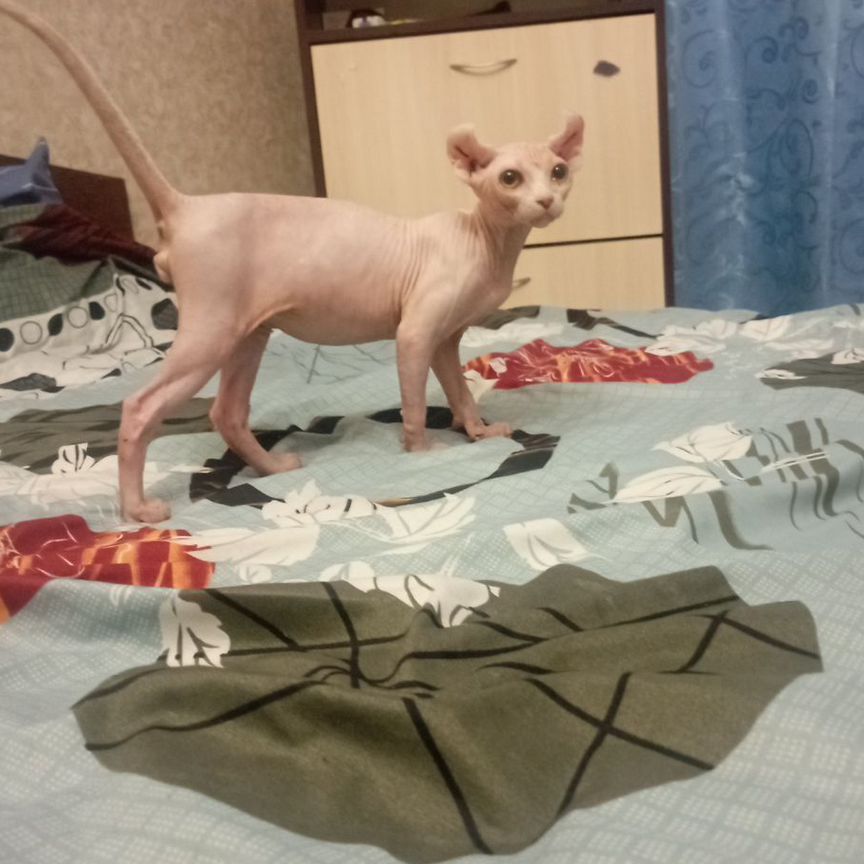 Котик сфинкс