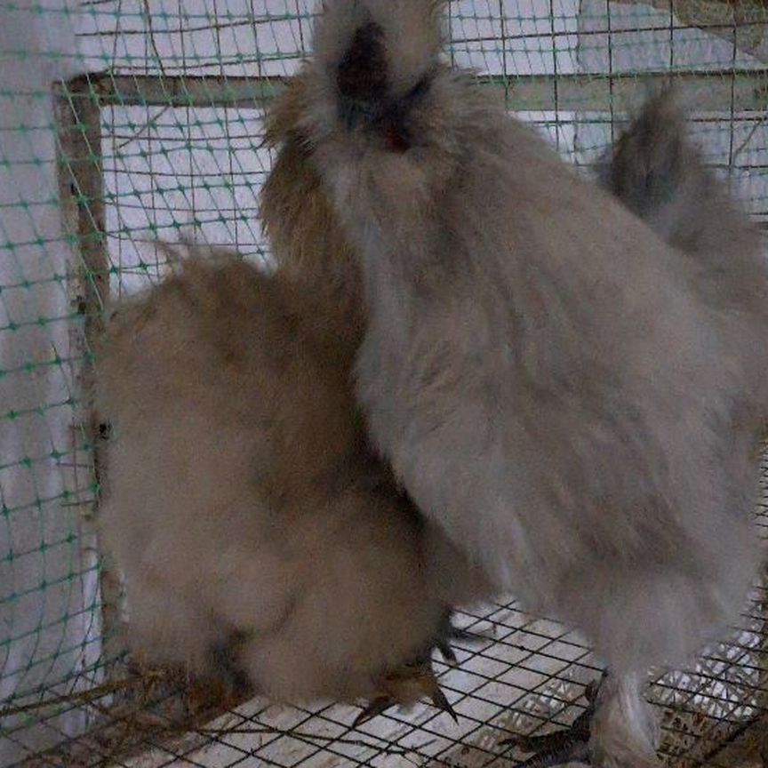 Инкубационное яйцо кур породы Китайская шёлковая