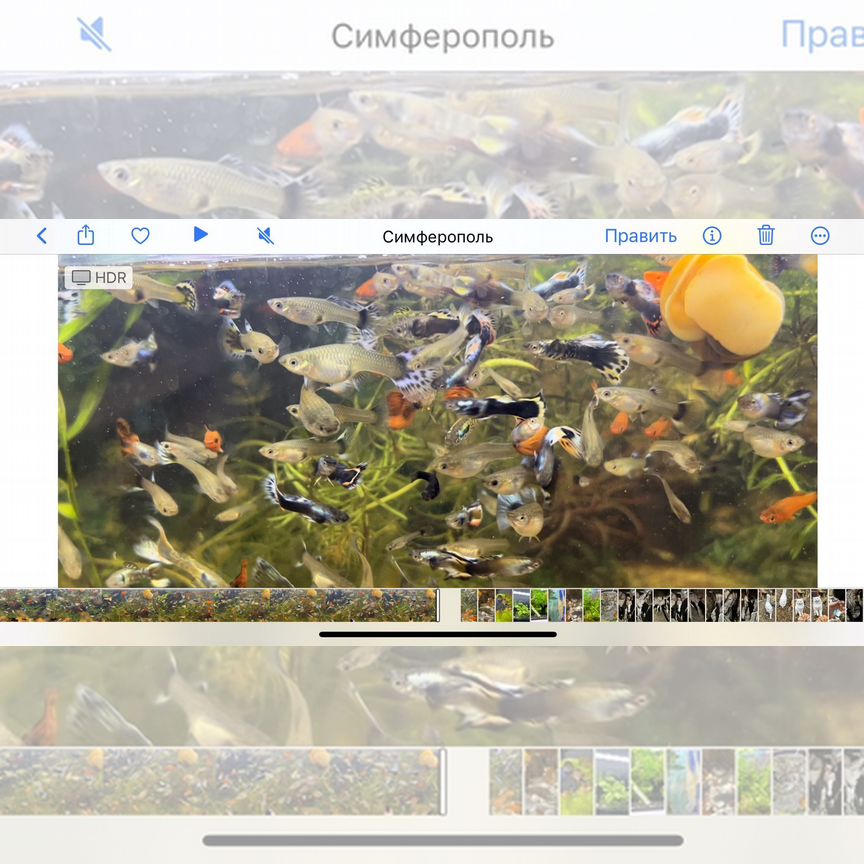 Гуппи и меченосци