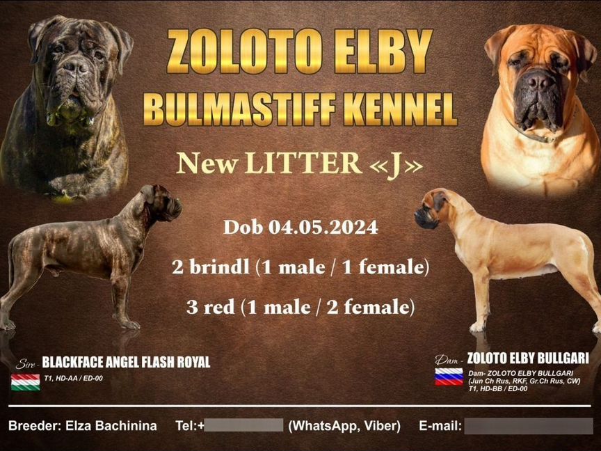 Чистокровные щенки бульмастифа