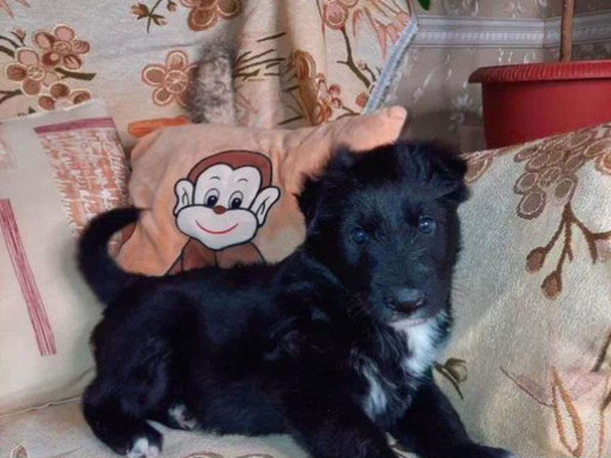 Красотун 1,5 месяца в добрые руки