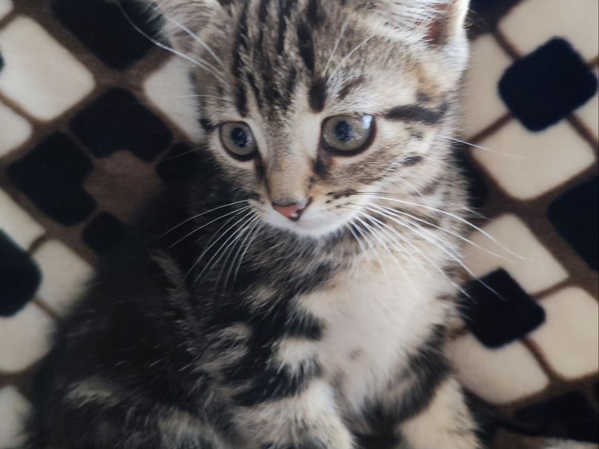 Британские котята