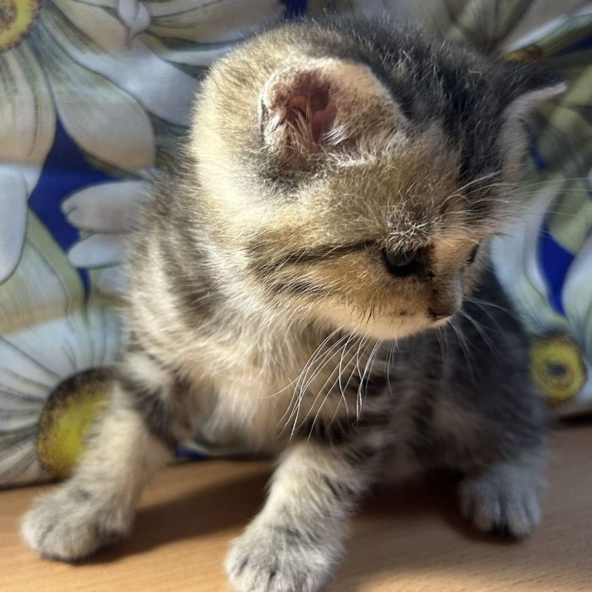 Шотландские котята