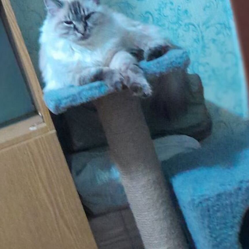 Сиамская, взрослая кошка