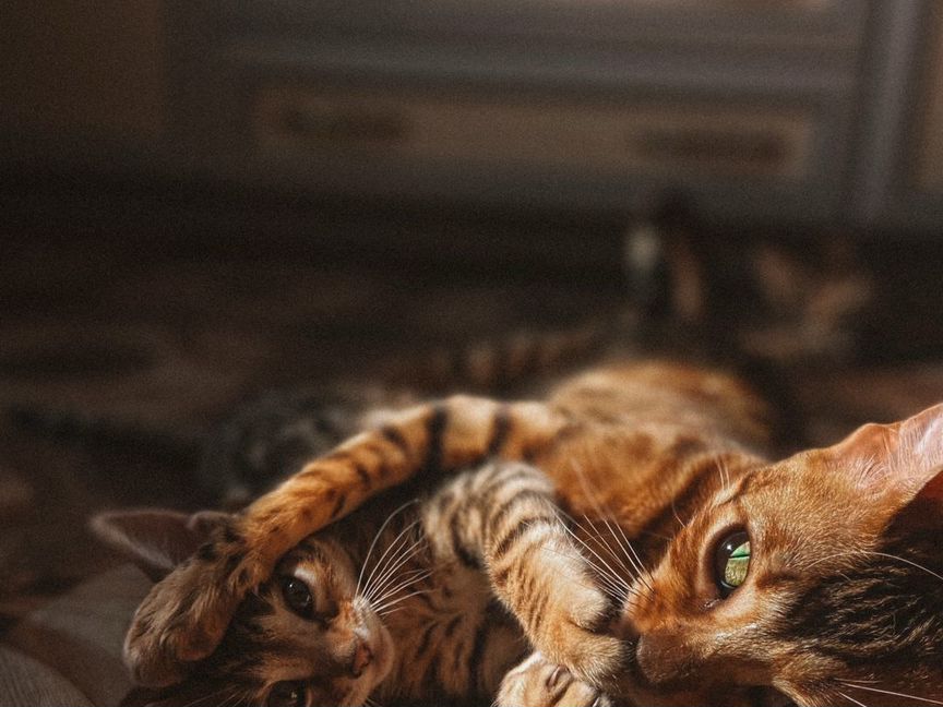Бенгальская