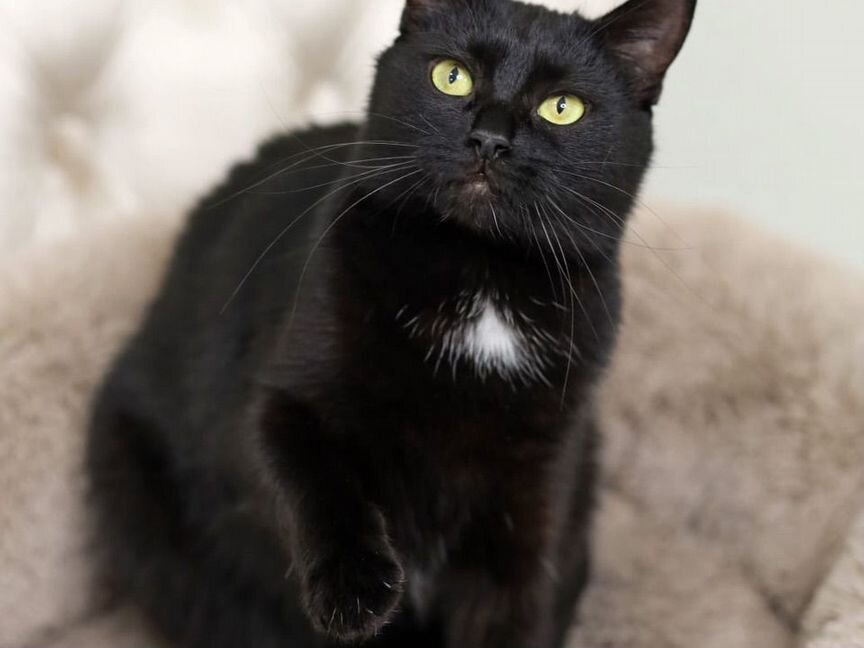 Черная кошка с белым пятнышком из приюта