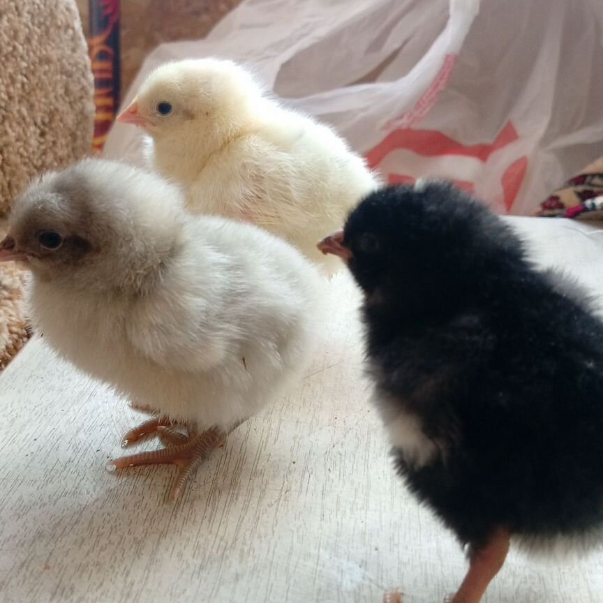 Цыплята несушки 5 дней