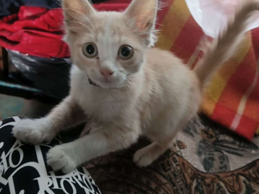 Кошка в дар бесплатно