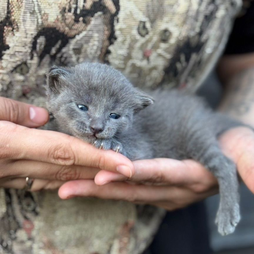 Котёнок в добрые руки