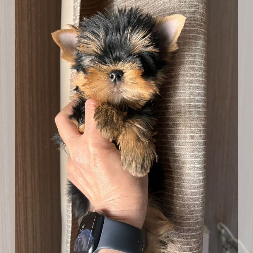 Йоркширский терьер, щенок