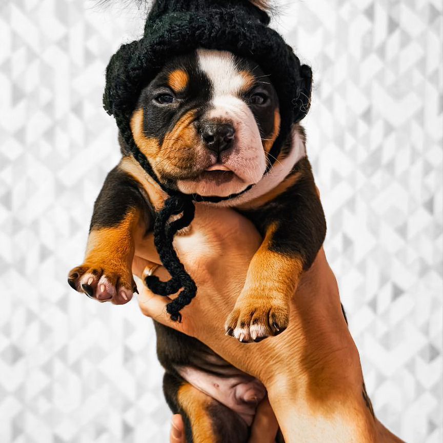 Американский булли Чёрный триколор