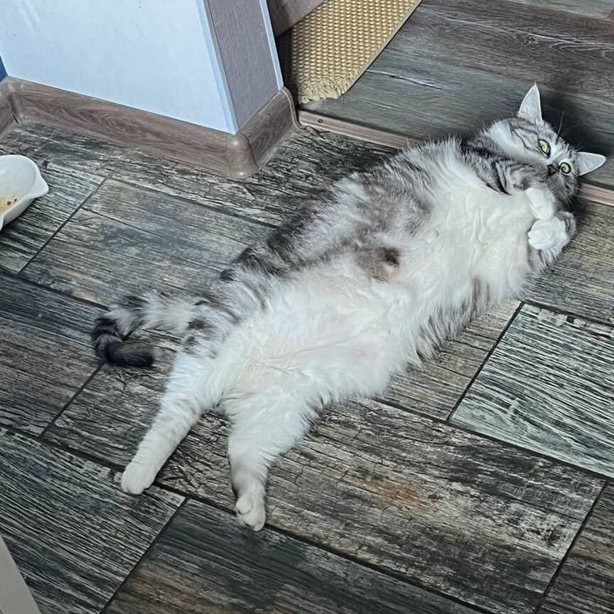 Кошка в добрые руки