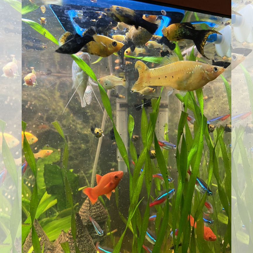 Моллинезии черные и золотые