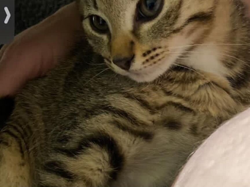 Котята