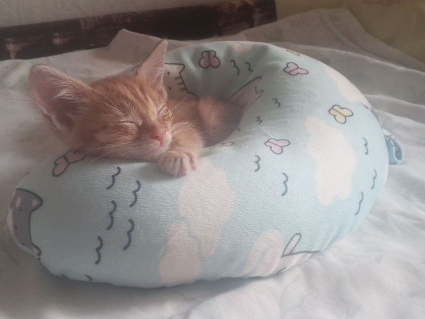 Рыжий котенок девочка. В добрые руки