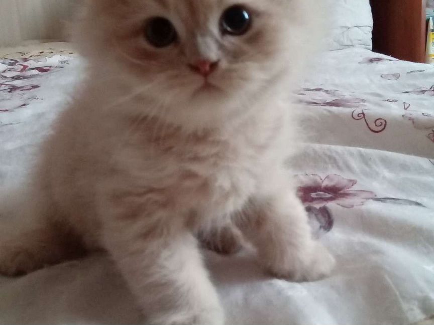 Персидский котенок