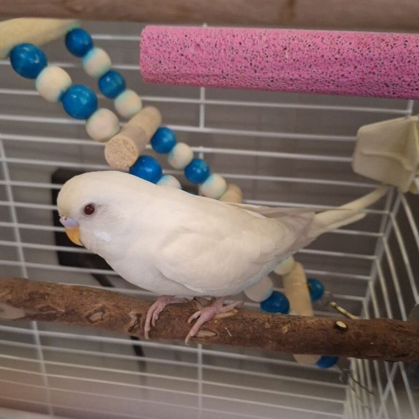 Волнистый попугай