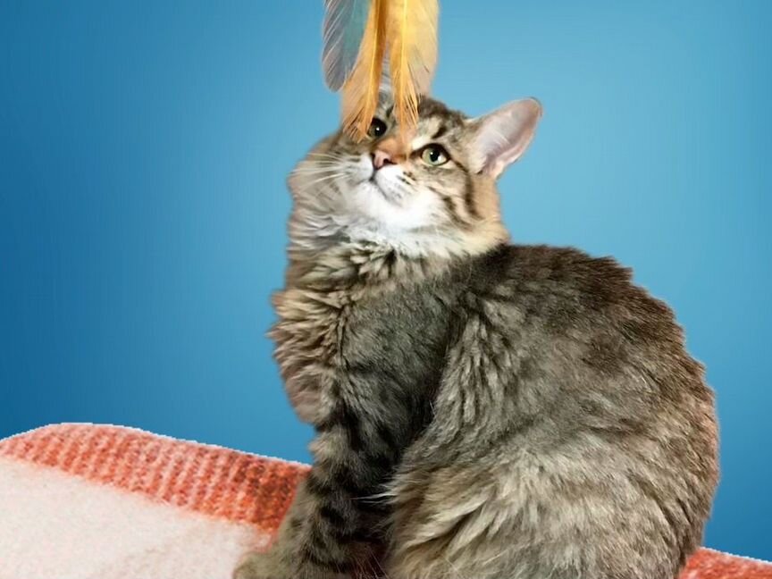 Кошка в дар