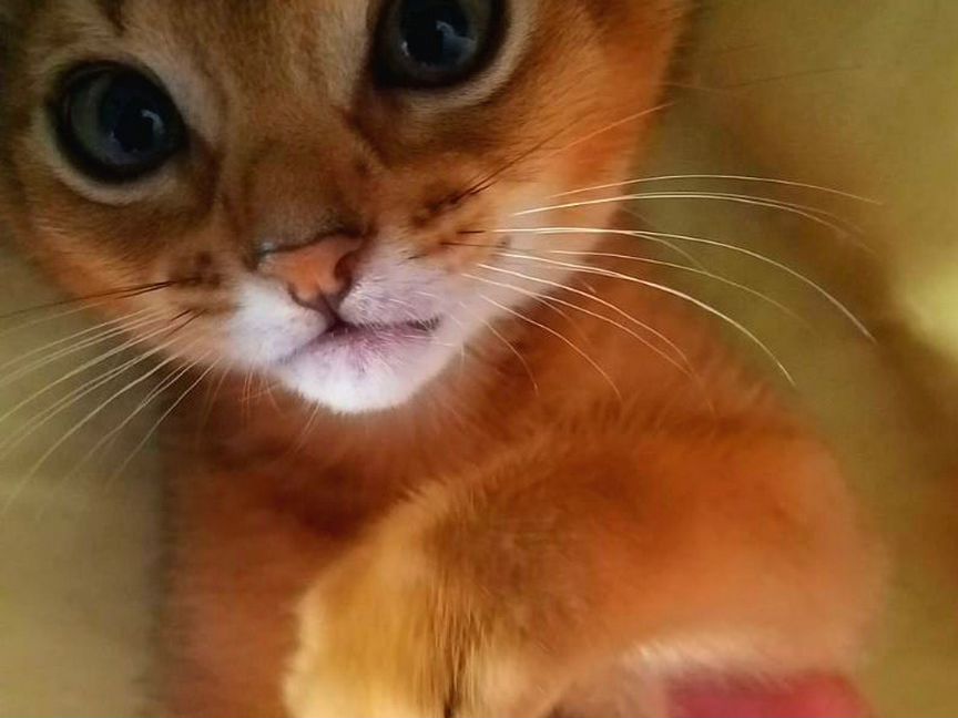 Абиссинские котята очень любят детей