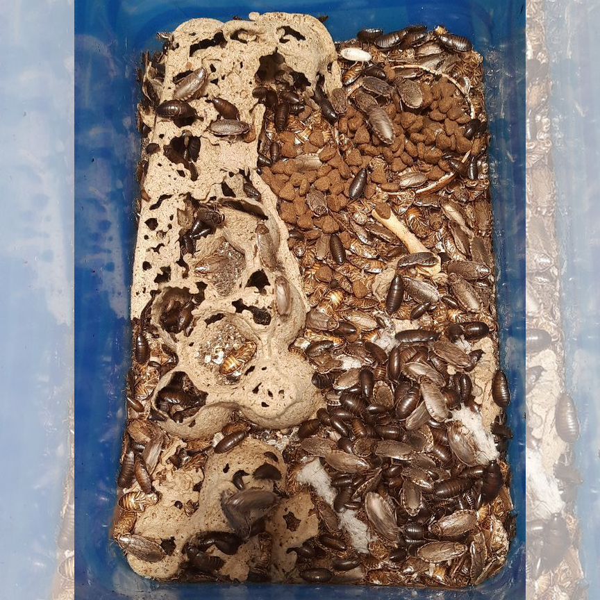 Мраморные тараканы