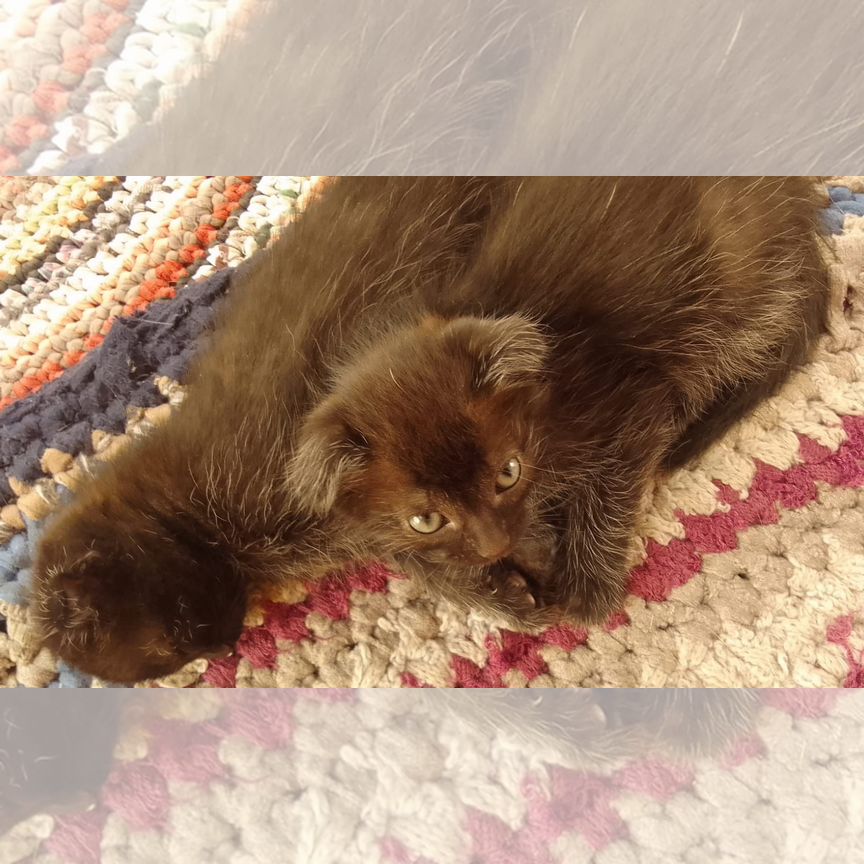 Котята в добрые руки