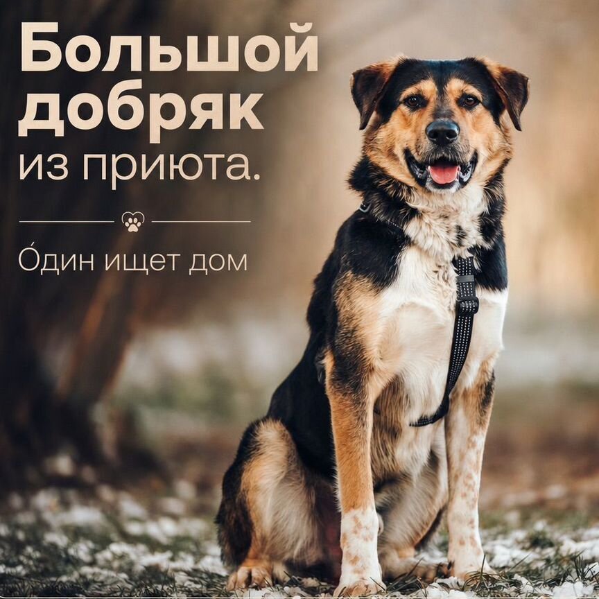 Взрослый пёс в добрые руки