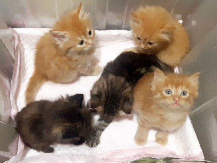 Отдам в добрые руки 3х котят