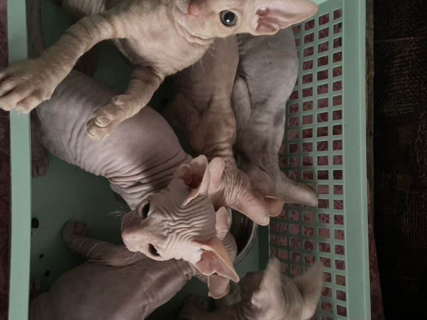 Донской сфинкс котята