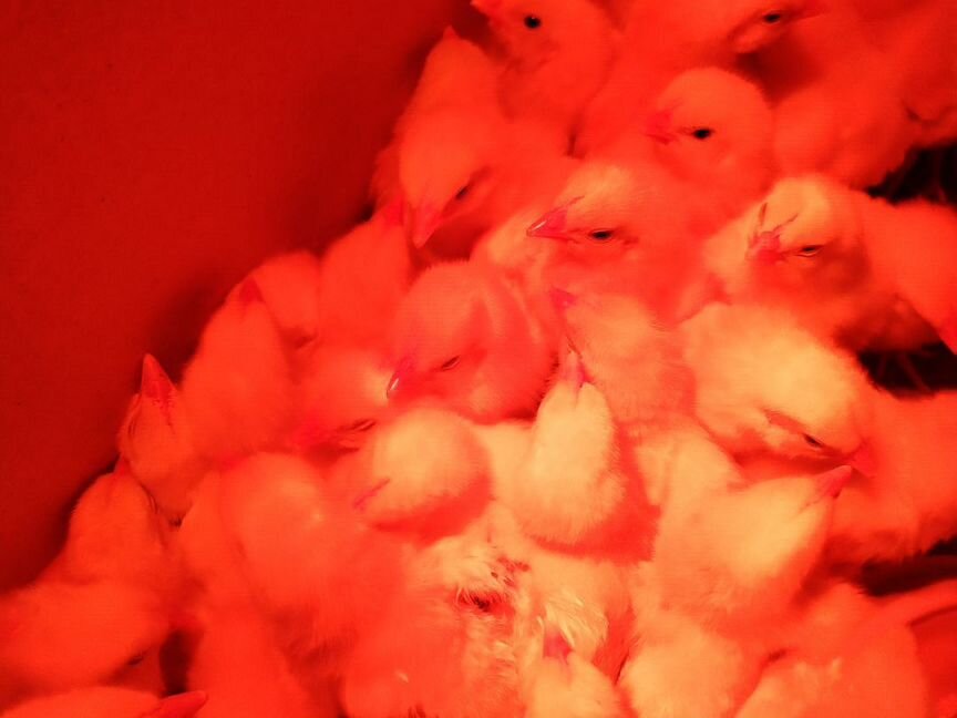 Цыплята бройлеры Арбор Айкрес