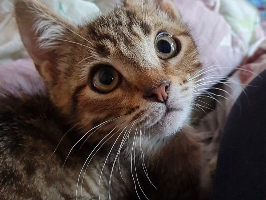 Котик Митя в добрые руки